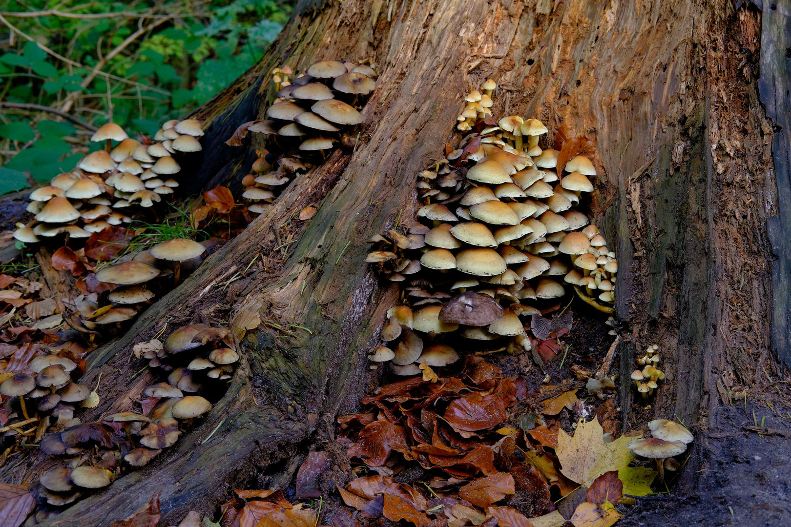 Herbstliche Symbiose Foto & Bild | pflanzen, pilze & flechten, bäume ...