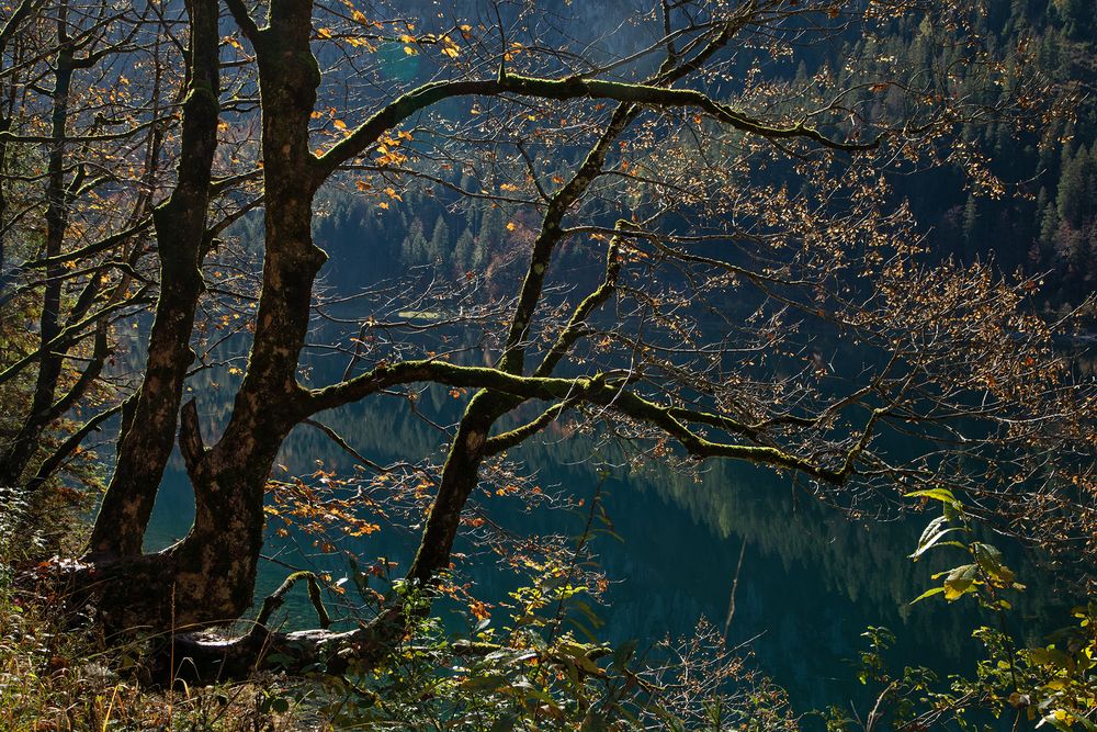 herbstlicher Baum Foto & Bild | baum, natur, herbst Bilder auf ...