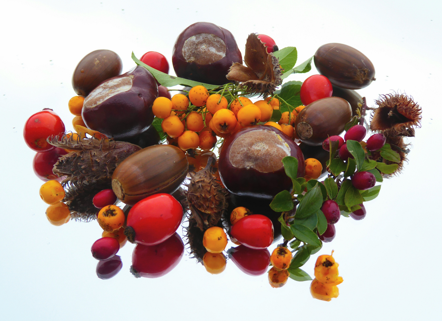 Herbstliches Allerlei Foto & Bild | pflanzen, pilze & flechten ...