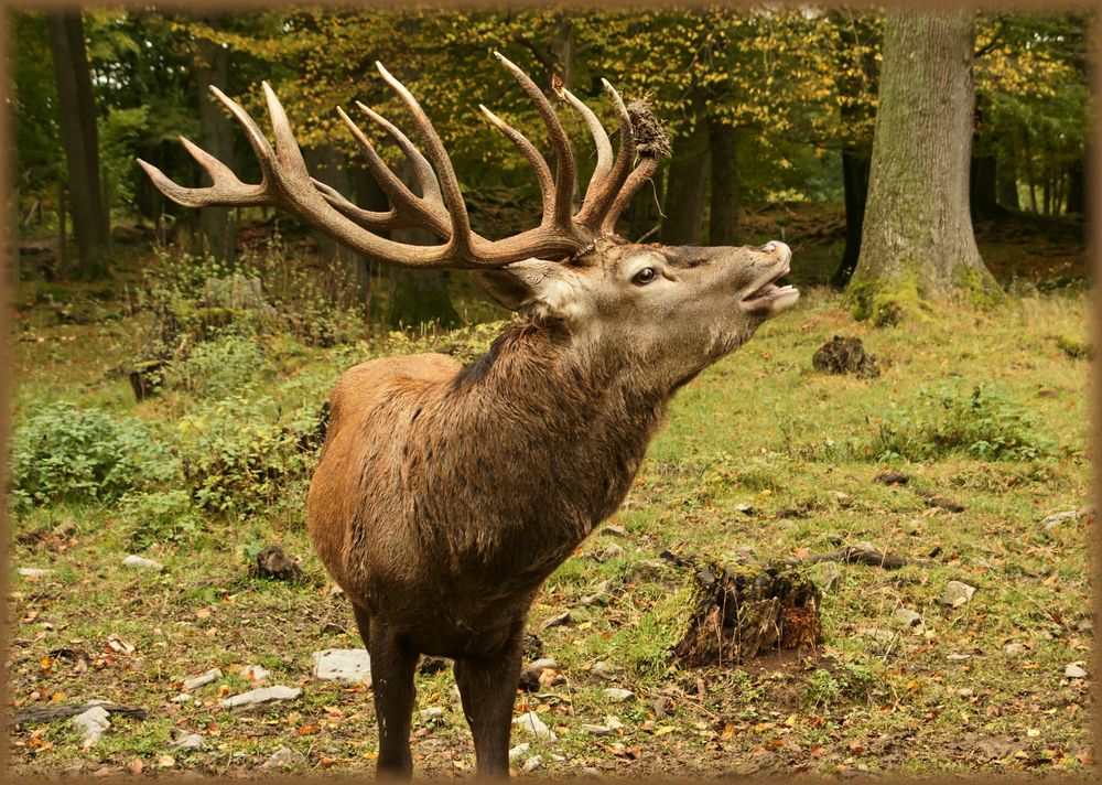 Herbstliches Rufen Foto & Bild | wald, natur, herbst Bilder auf ...