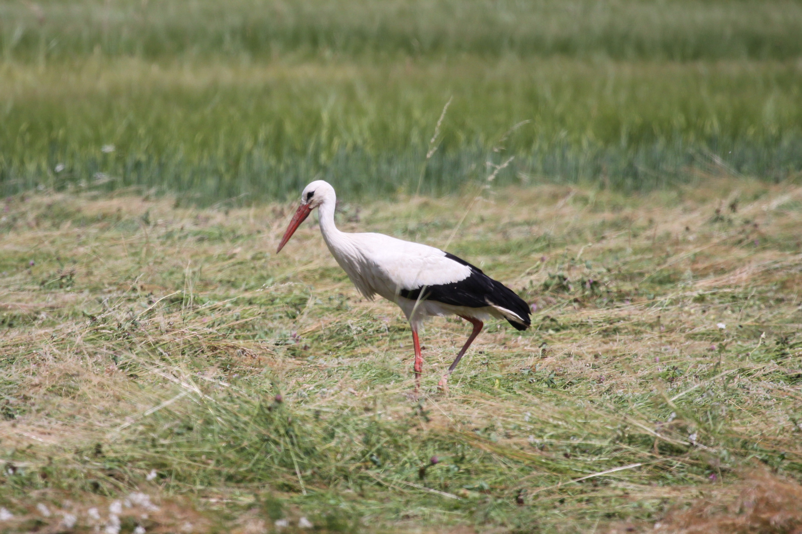 Herbstliches, Storch auf der Wiese in Stonecity 3/10 Foto & Bild ...