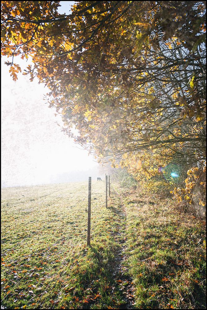 Herbstlicht #4 Foto & Bild | landschaft, jahreszeiten, herbst Bilder auf fotocommunity