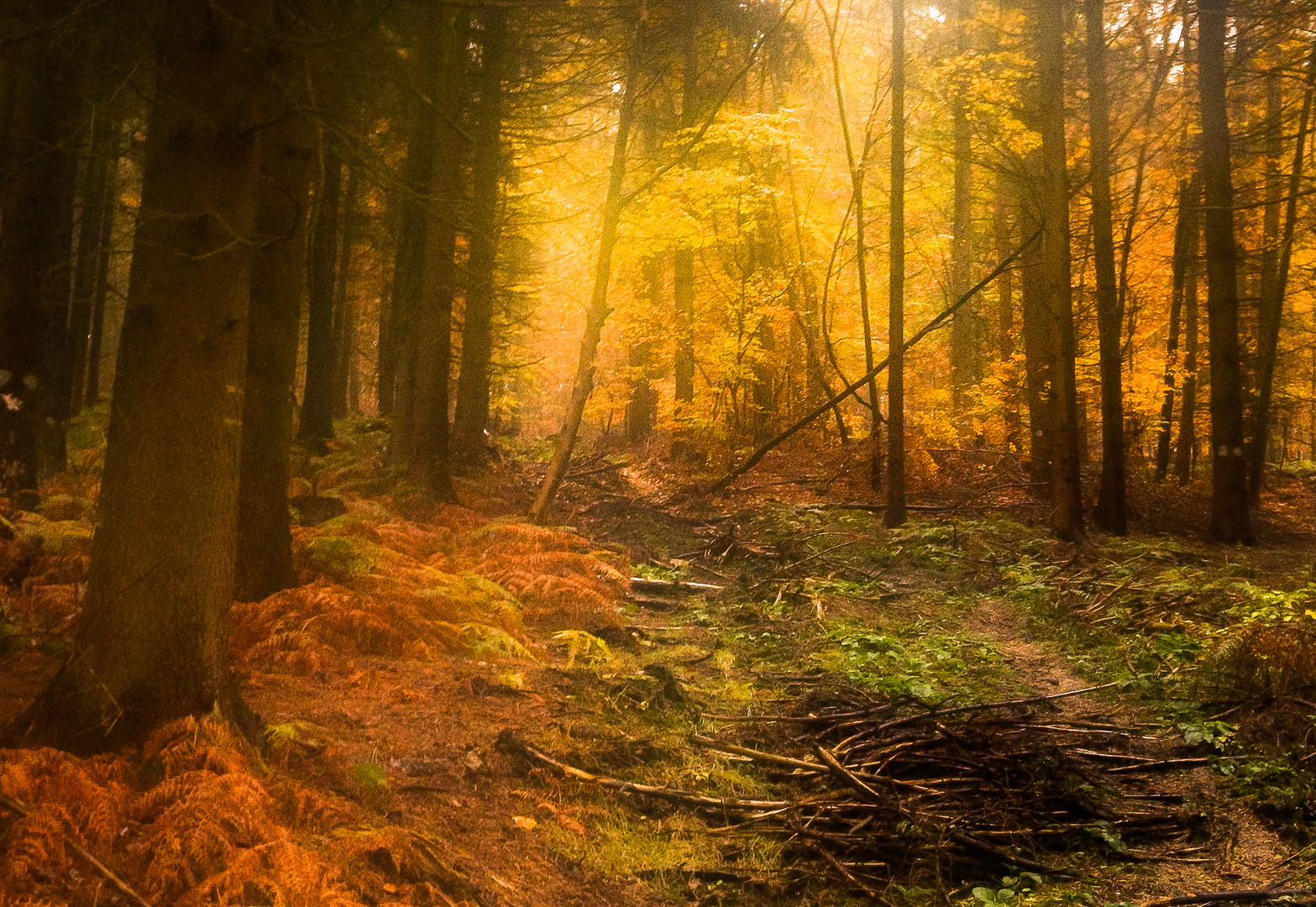 Herbstlicht Foto & Bild | bäume, natur, herbst Bilder auf fotocommunity