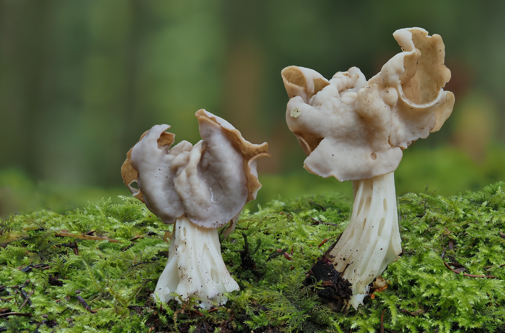 Herbstlorchel Foto & Bild | pflanzen, pilze & flechten, pilze ...