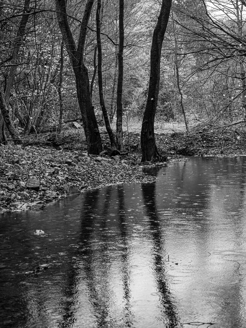 Herbstregen_PB20212020221120 Foto & Bild | projekte, monochrom, bearbeitungs - techniken Bilder ...