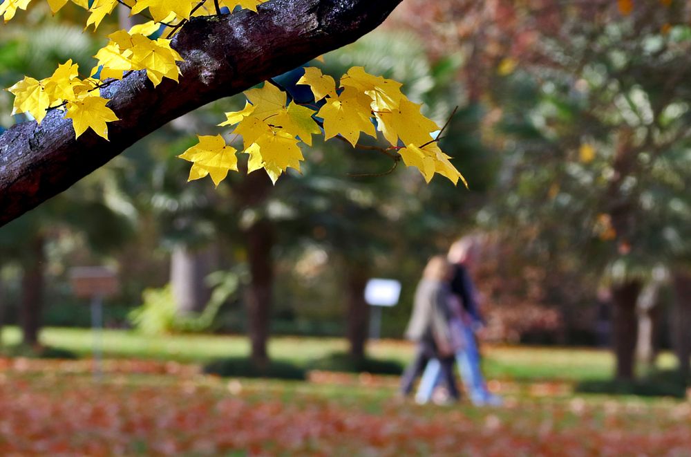 Herbstspaziergang.... Foto & Bild | jahreszeiten, herbst, kölnfotos Bilder auf fotocommunity