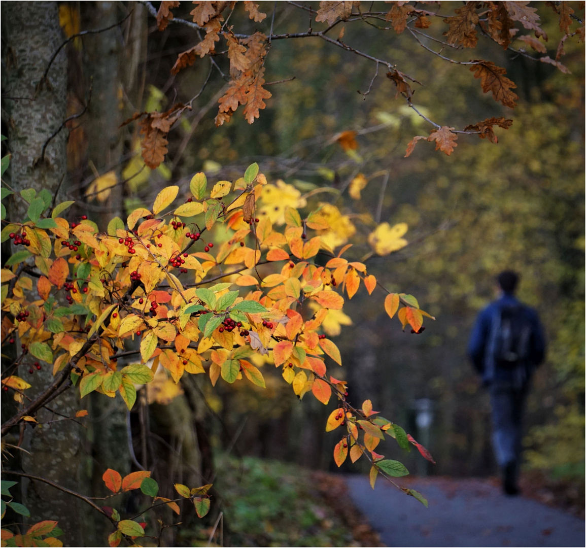 Herbstspaziergang Foto & Bild | pflanzen, pilze & flechten, jahreszeiten, herbst Bilder auf ...