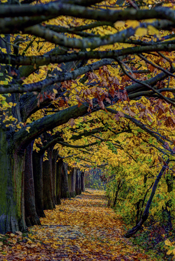Herbstspaziergang Foto & Bild | landschaft, jahreszeiten, herbst Bilder auf fotocommunity