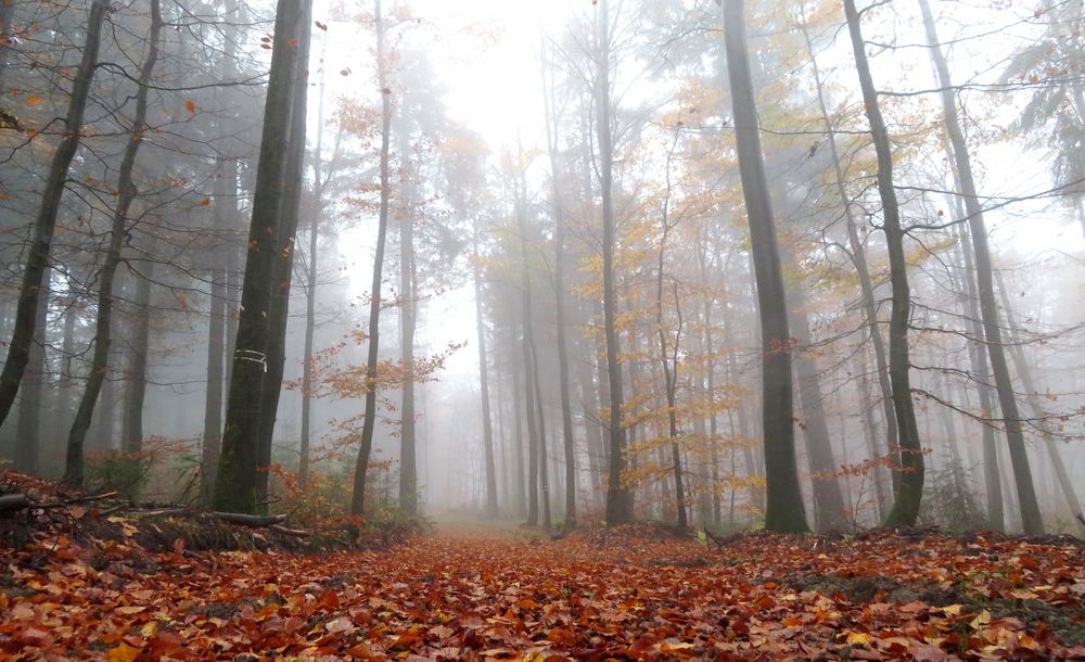 Herbstspaziergang Foto & Bild | landschaft, jahreszeiten, herbst Bilder auf fotocommunity