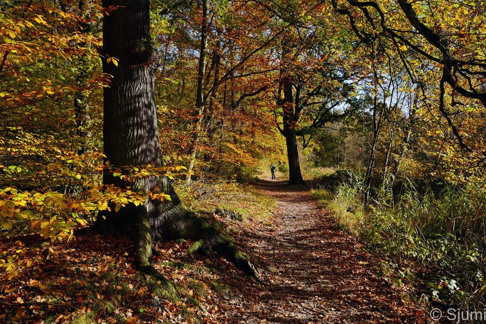 Herbstspaziergang Foto & Bild | landschaft, jahreszeiten, herbst Bilder auf fotocommunity