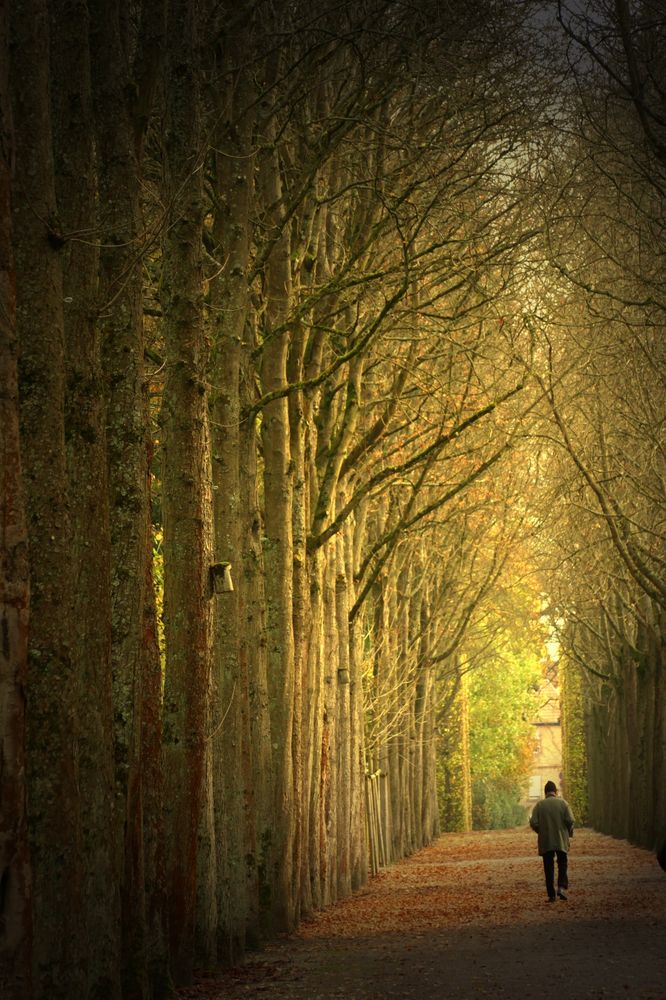 Herbstspaziergang Foto & Bild | jahreszeiten, herbst, bäume Bilder auf fotocommunity