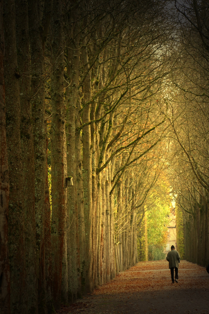 Herbstspaziergang Foto & Bild | jahreszeiten, herbst, bäume Bilder auf fotocommunity