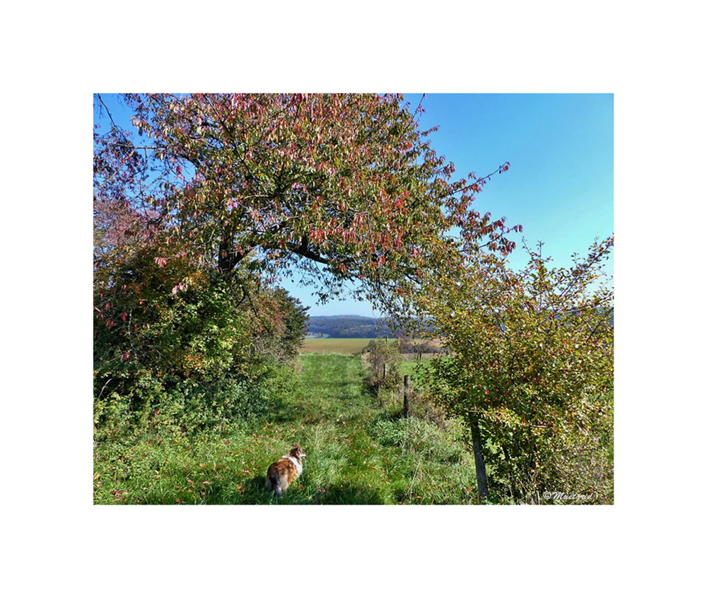 ~ Herbstspaziergang ~ Foto & Bild | landschaft, lebensräume, herbst Bilder auf fotocommunity