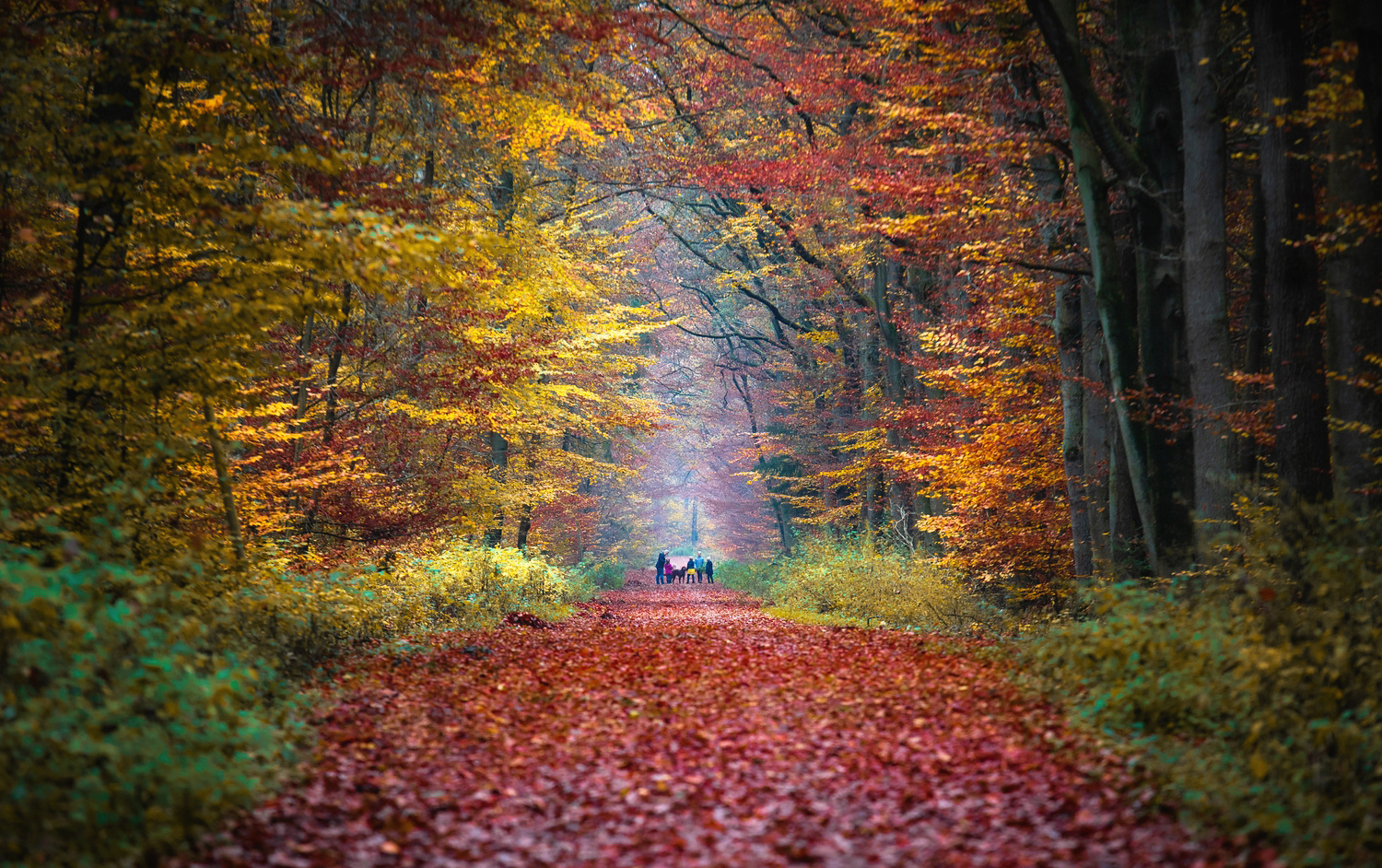 Herbstspaziergang Foto & Bild | landschaft, jahreszeiten, herbst Bilder auf fotocommunity