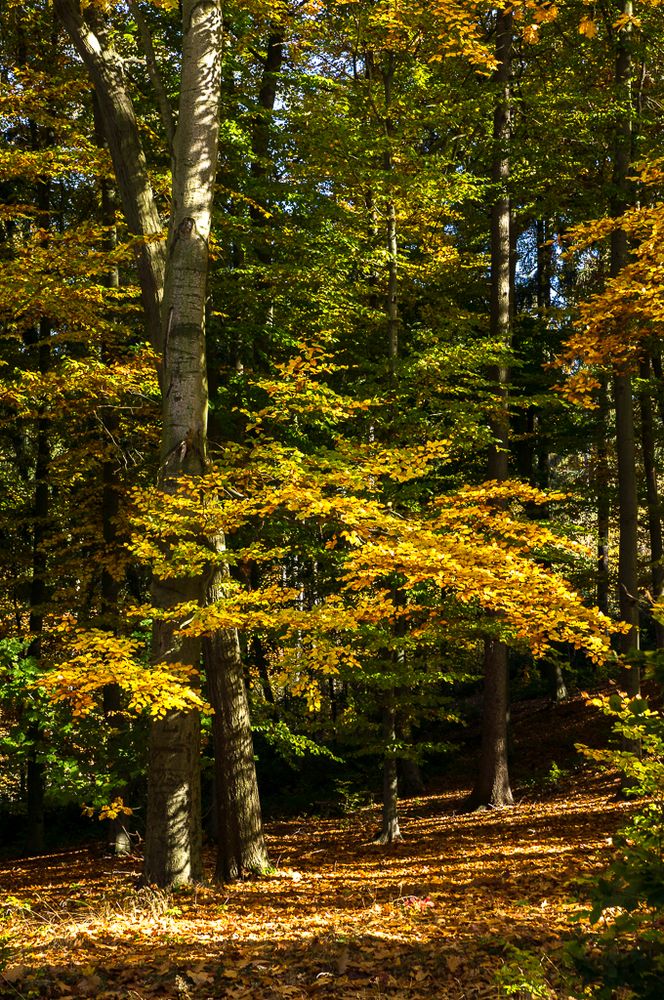Herbstspaziergang im Reusaer Wald (Stadt Plauen) Foto & Bild | landschaft, jahreszeiten ...