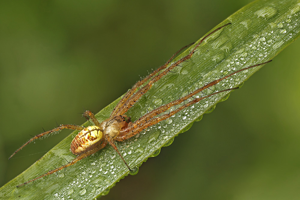 Herbstspinne Foto & Bild | tiere, wildlife, spinnen Bilder auf ...