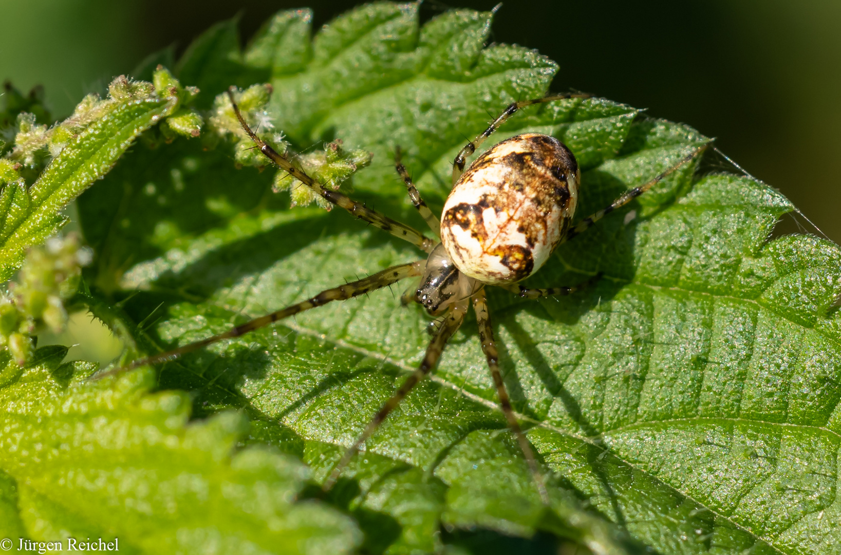 Herbstspinne ( Metellina segmentata ) Foto & Bild | tiere, wildlife ...