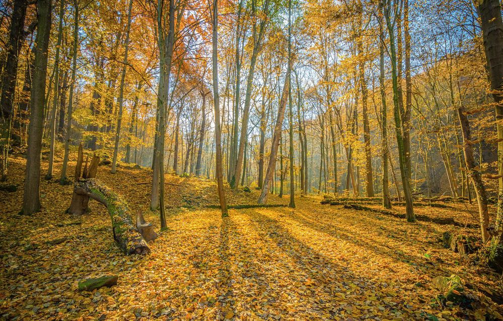Herbststimmung Foto & Bild | landschaft, jahreszeiten, herbst Bilder auf fotocommunity