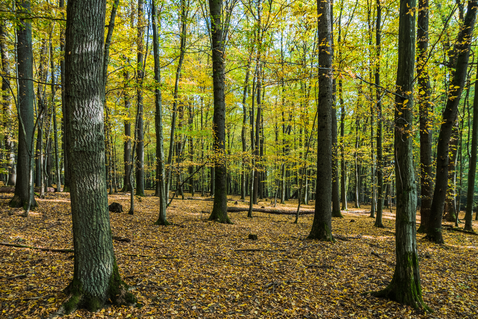 Herbststimmung im Laubwald Foto & Bild | wald, bäume, natur Bilder auf ...