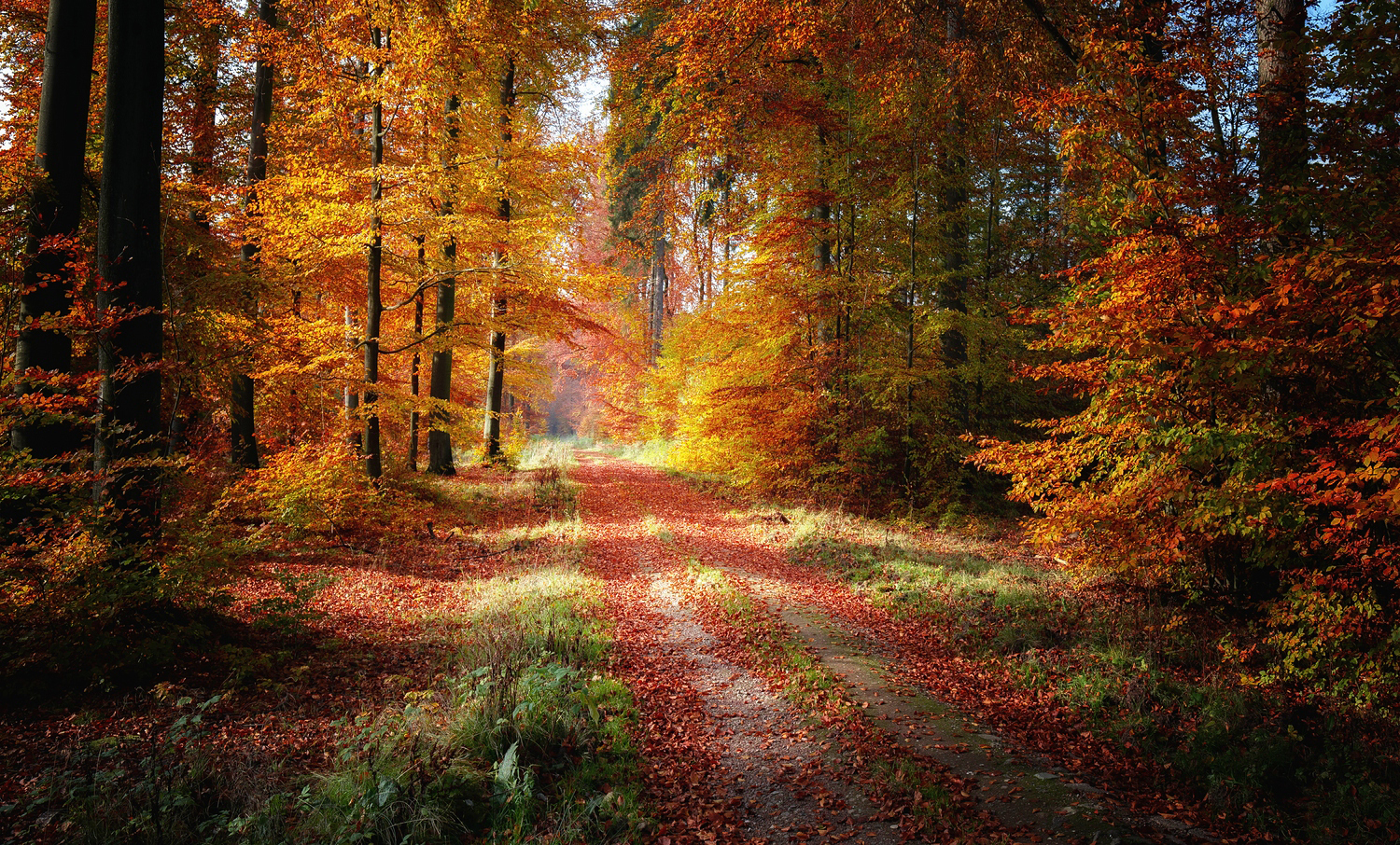 Herbstwald Foto & Bild | landschaft, jahreszeiten, herbst Bilder auf fotocommunity