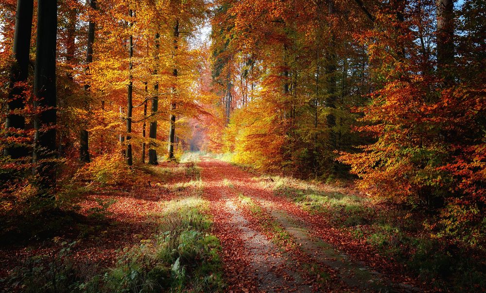 Herbstwald Foto & Bild | landschaft, jahreszeiten, herbst Bilder auf fotocommunity