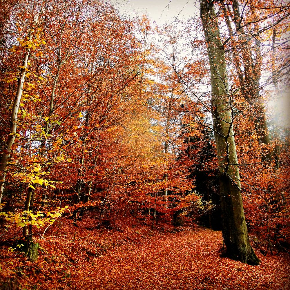 Herbstwald Foto & Bild | landschaft, jahreszeiten, herbst Bilder auf fotocommunity