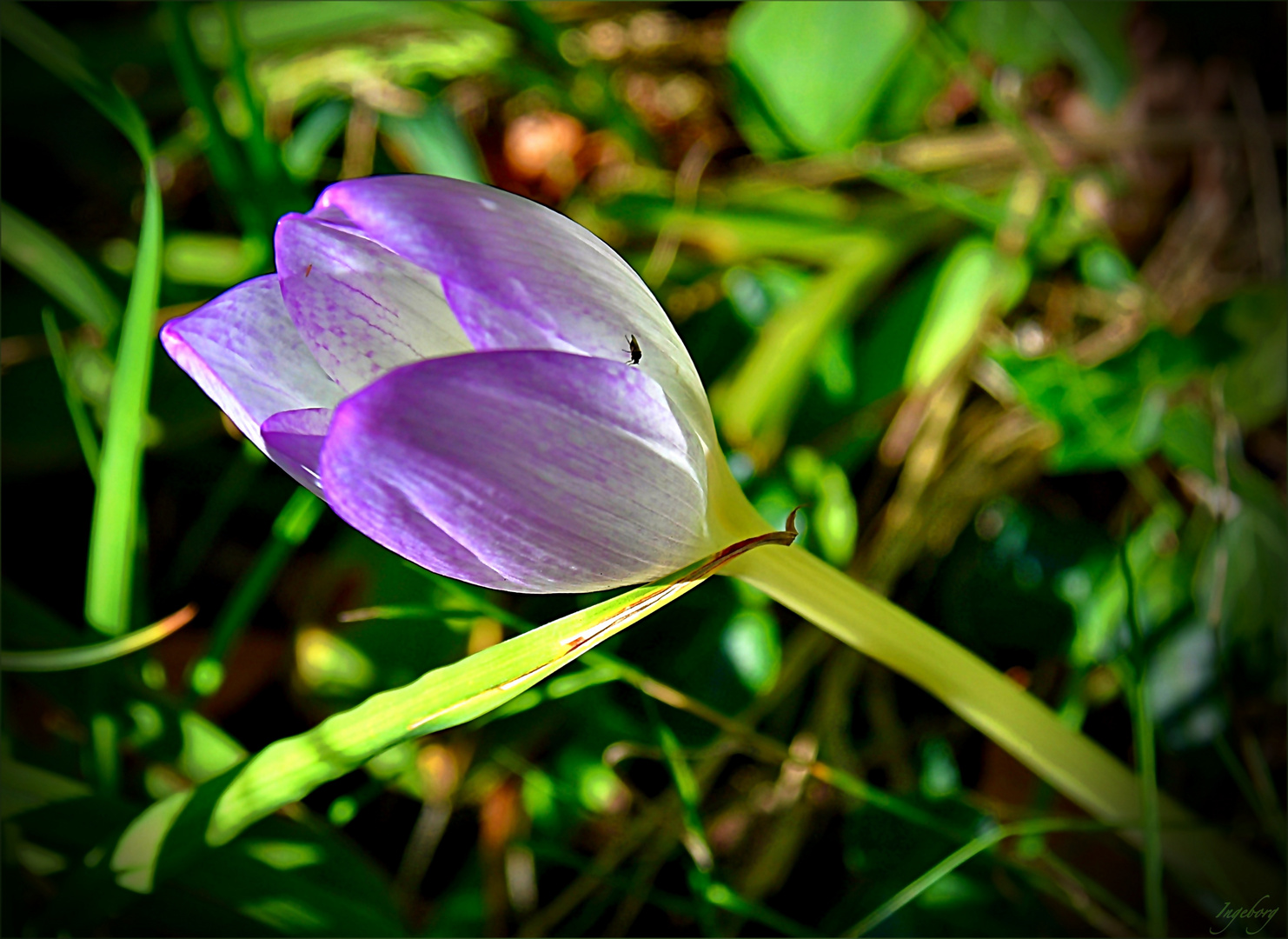 * Herbstzeit-lose * Foto & Bild | outdoor, natur, herbst Bilder auf ...