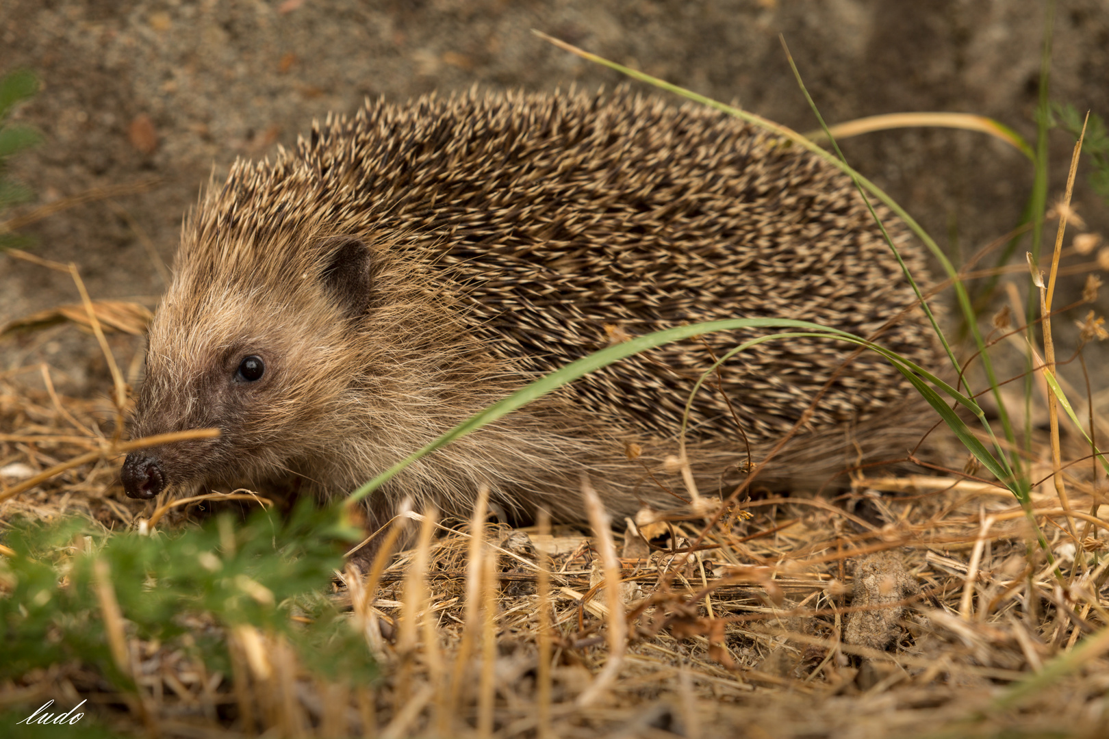 HERISSON photo et image | nature, animaux, sauvages Images fotocommunity