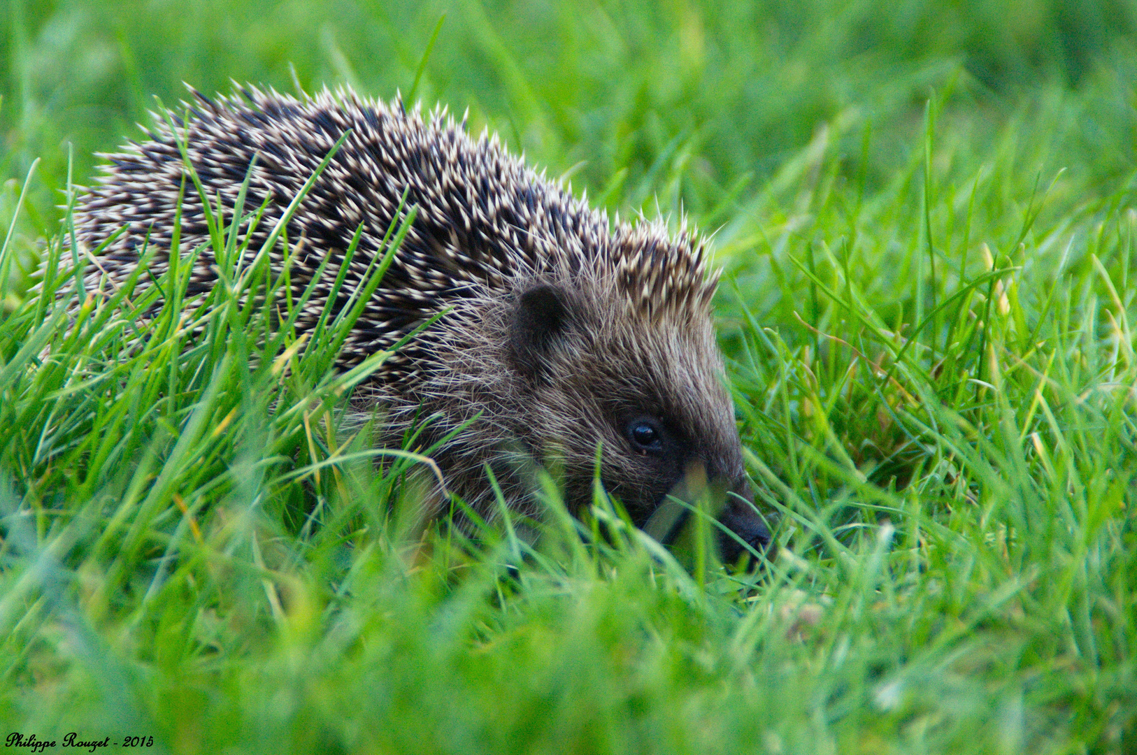Hérisson photo et image | animaux, animaux sauvages, hérisson Images ...