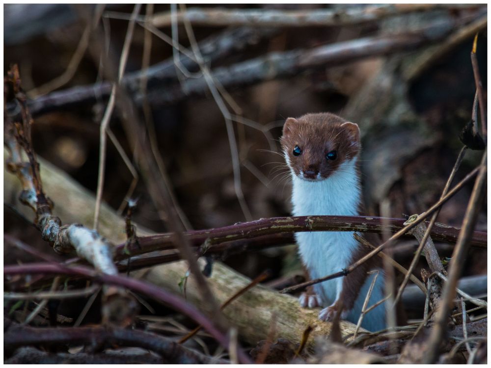 Hermännchen... Foto & Bild | tiere, wildlife, säugetiere Bilder auf ...