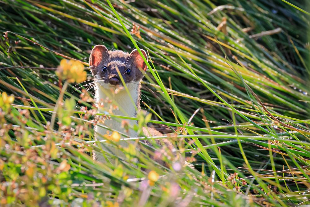 Hermännchen Foto & Bild | tiere, wildlife, wildlife: sonstige tiere ...