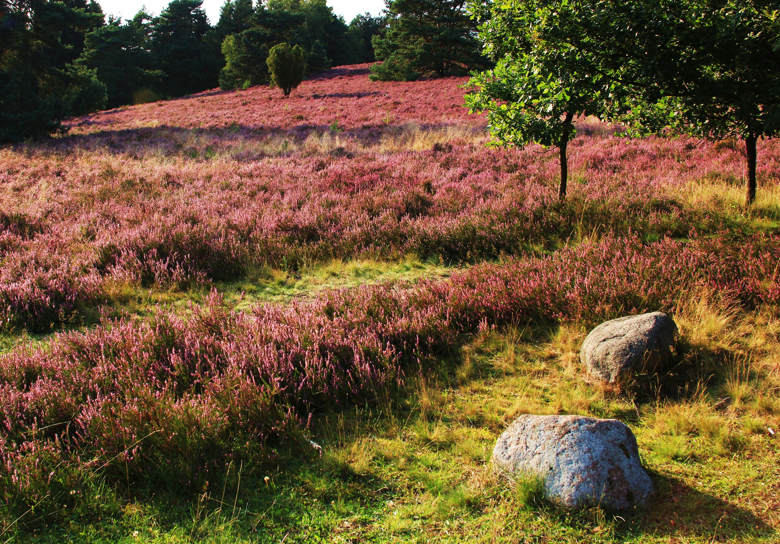 Hermann Löns - die Heide blüht ! Foto & Bild | landschaft, heide, flora ...