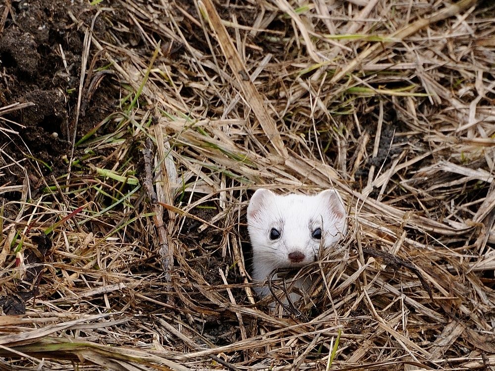 Hermelin 1 Foto & Bild | tiere, wildlife, säugetiere Bilder auf ...