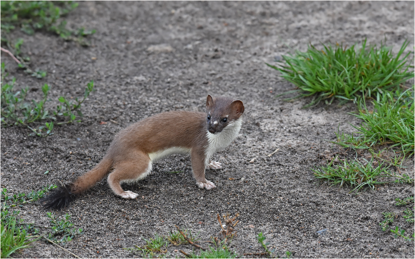 Hermelin Foto & Bild | nature, natur, tiere Bilder auf fotocommunity