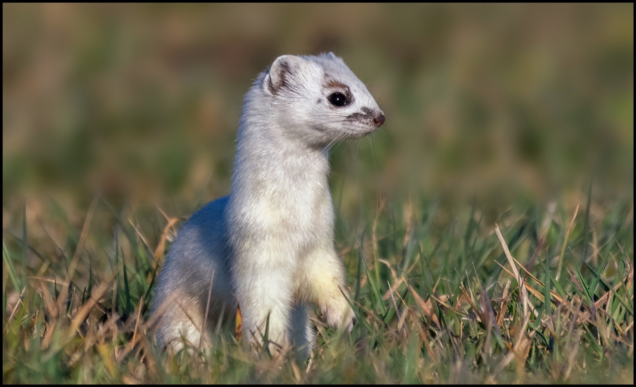 Hermelin 12 Foto & Bild | tiere, wildlife, natur Bilder auf fotocommunity