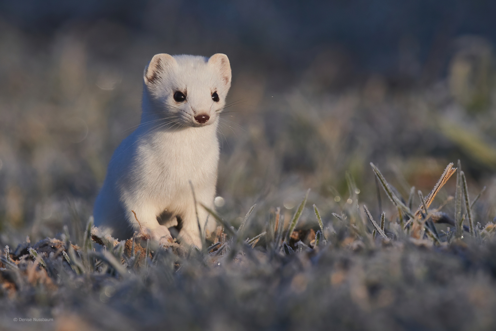 Hermelin Foto & Bild | tiere, wildlife, säugetiere Bilder auf fotocommunity