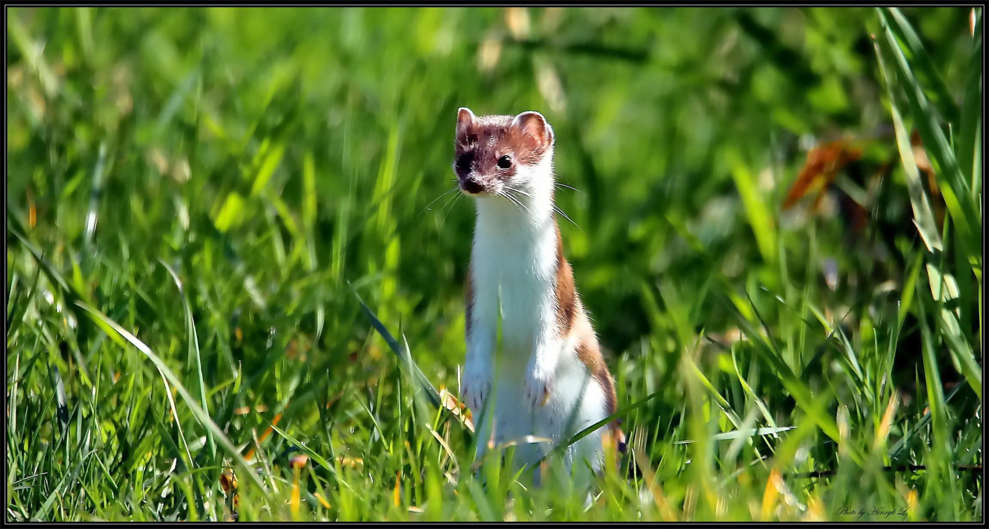 Hermelin Foto & Bild | tiere, wildlife, säugetiere Bilder auf fotocommunity