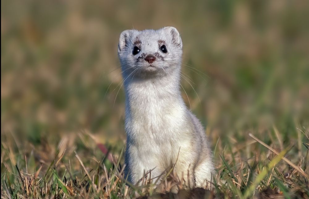 Hermelin 3 Foto & Bild | tiere, wildlife, natur Bilder auf fotocommunity