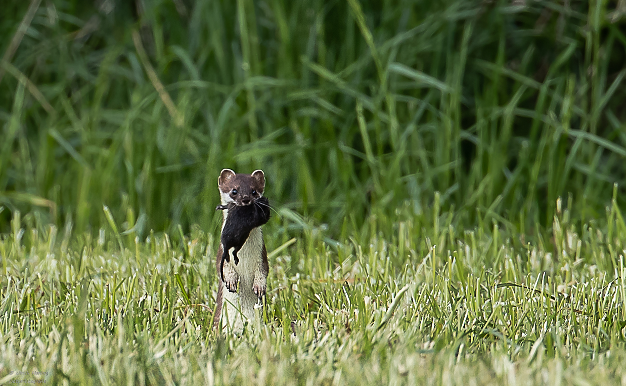 Hermelin 3 Foto & Bild | natur, tiere, wildlife Bilder auf fotocommunity