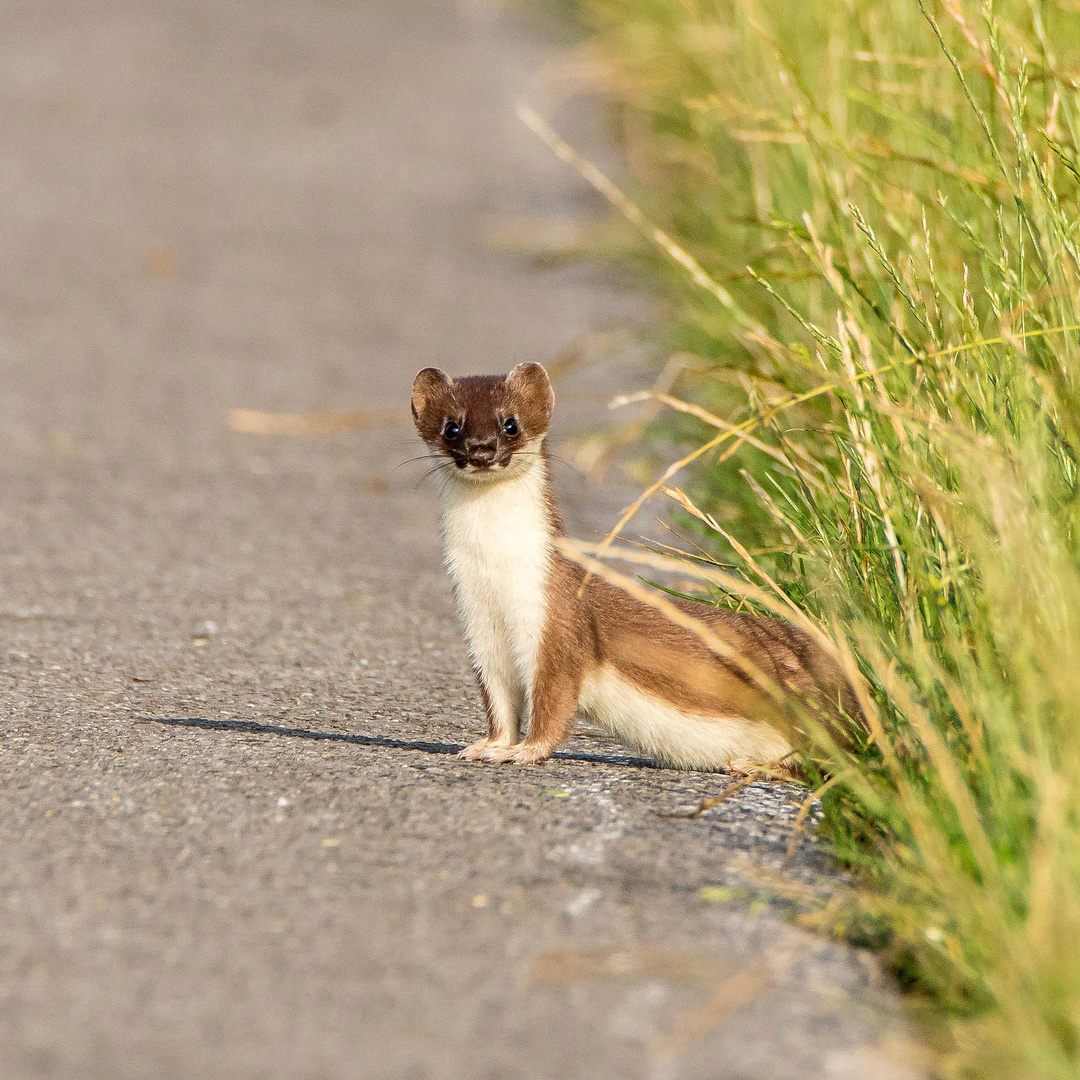 Hermelin Foto & Bild | säugetiere, natur, tiere Bilder auf fotocommunity