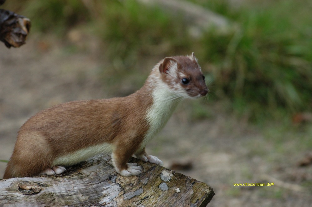 Hermelin 5 Foto & Bild | tiere, zoo, wildpark & falknerei, säugetiere ...