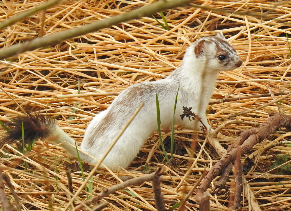 Hermelin Foto & Bild | natur, wildlife, säugetiere Bilder auf fotocommunity