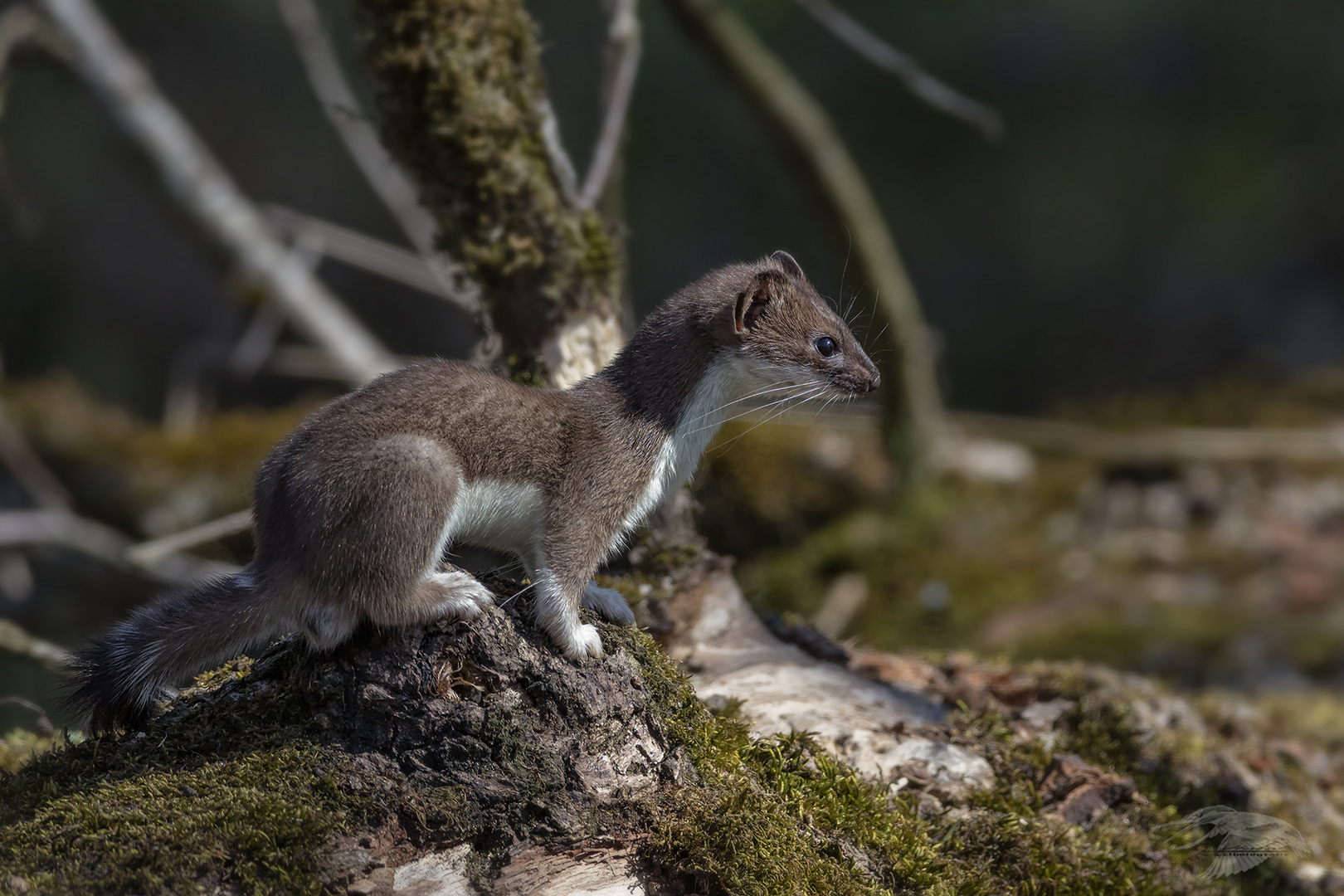 Hermelin Foto & Bild | tiere, wildlife, fotos Bilder auf fotocommunity