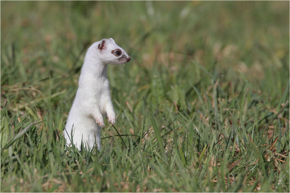Hermelin Foto & Bild | tiere, wildlife, säugetiere Bilder auf fotocommunity