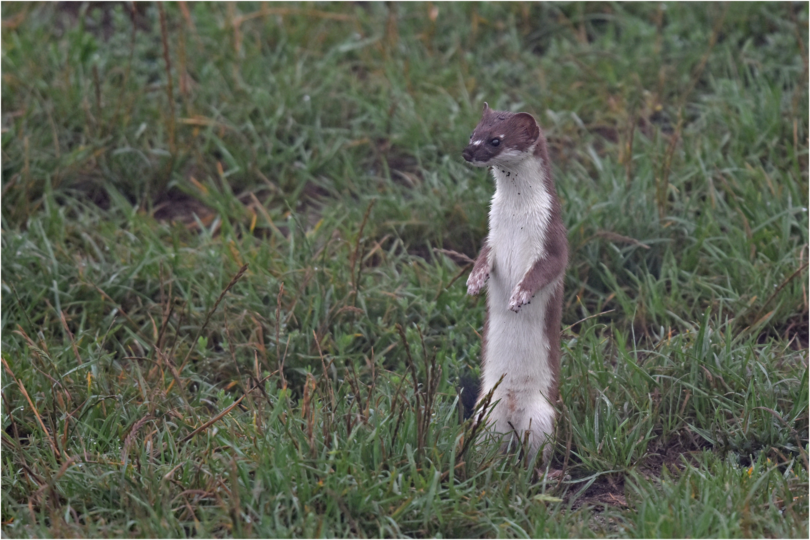 Hermelin Foto & Bild | nature, natur, tiere Bilder auf fotocommunity