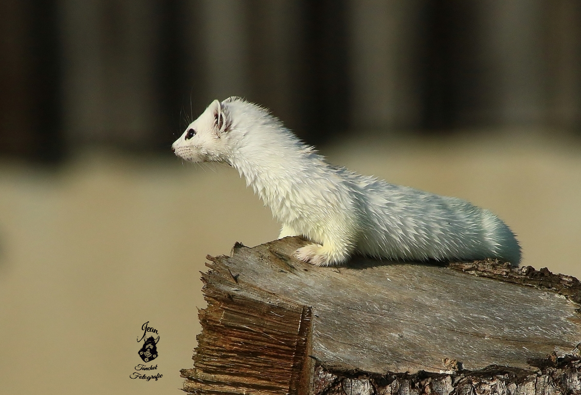 Hermelin Foto & Bild | tiere, natur, wildlife Bilder auf fotocommunity