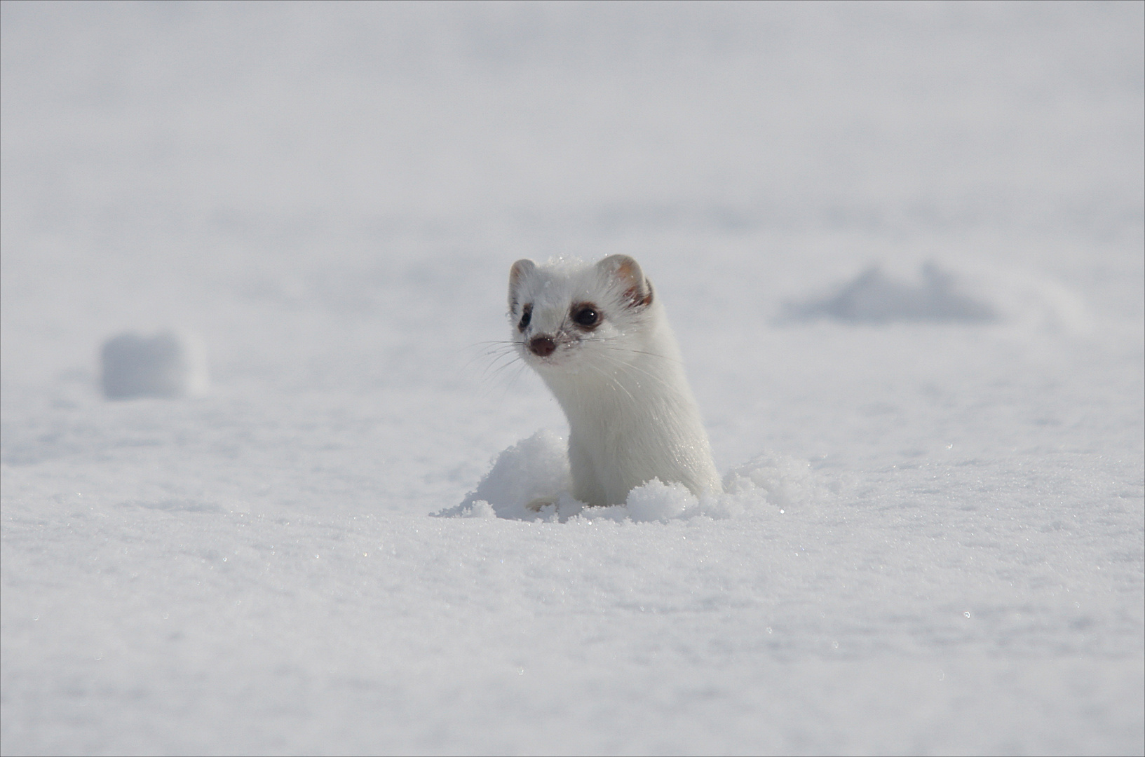 Hermelin ! Foto & Bild | tiere, wildlife, säugetiere Bilder auf ...