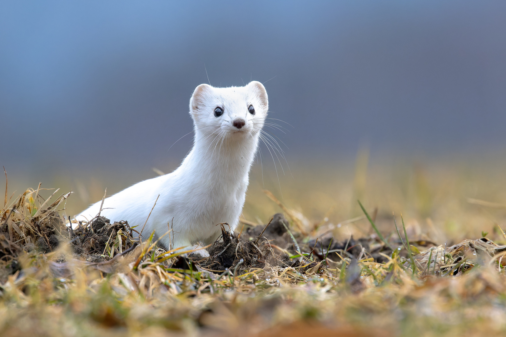 Hermelin Foto & Bild | tiere, wildlife, säugetiere Bilder auf fotocommunity