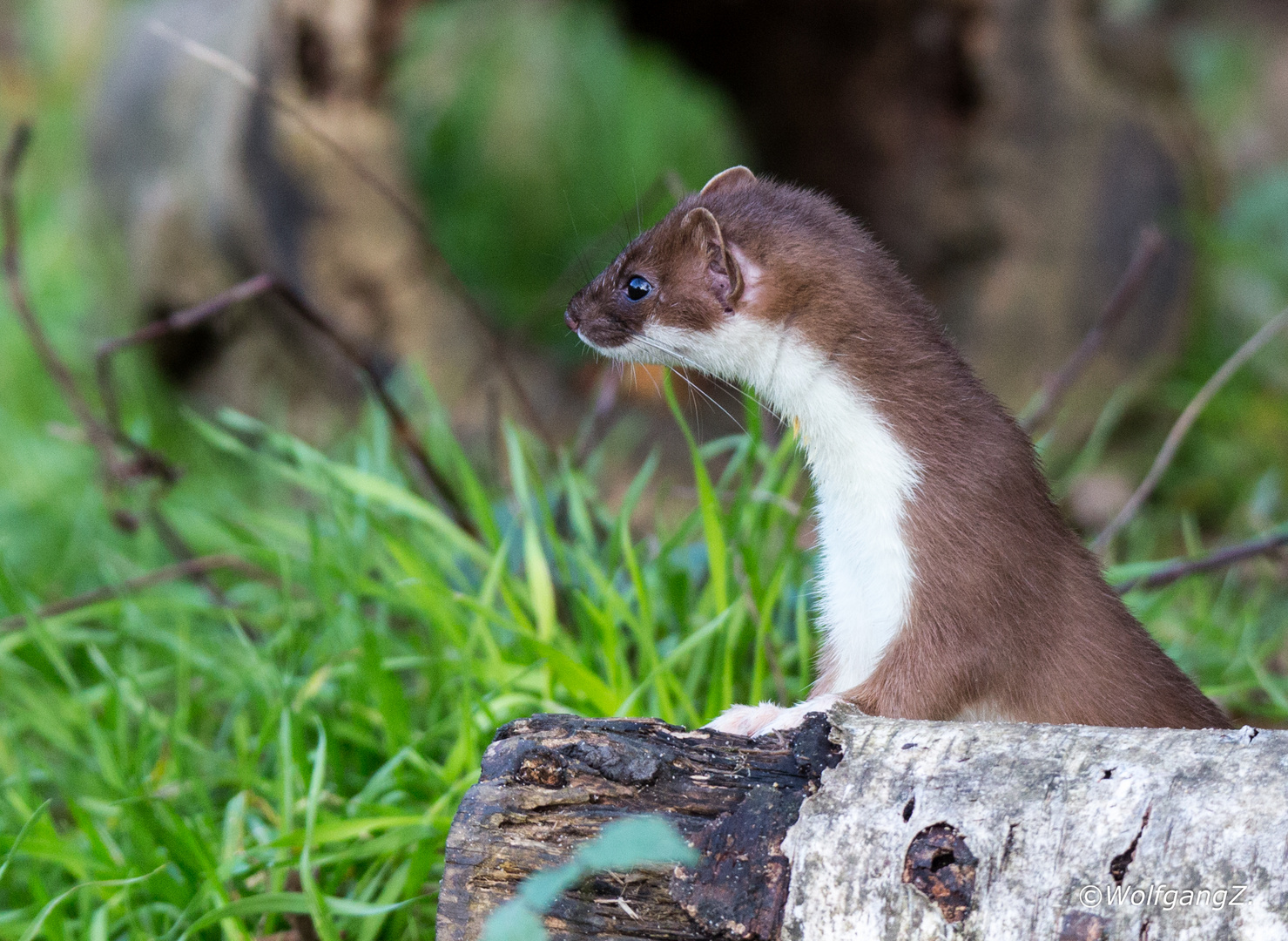 Hermelin Foto & Bild | tiere, wildlife, säugetiere Bilder auf fotocommunity