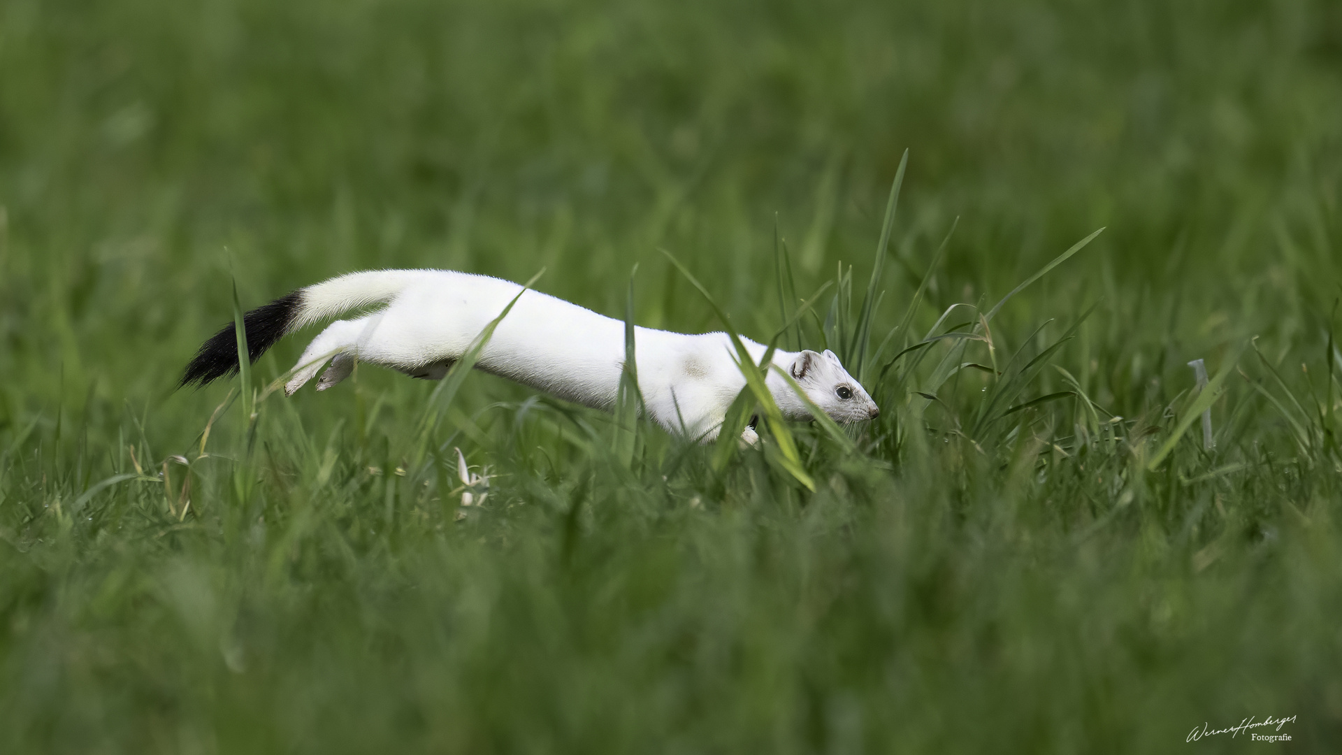 Hermelin Foto & Bild | tiere, wildlife, natur Bilder auf fotocommunity